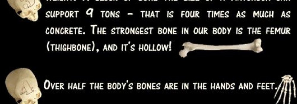 Five Facts About The Human Skeleton - Infoupdate.org